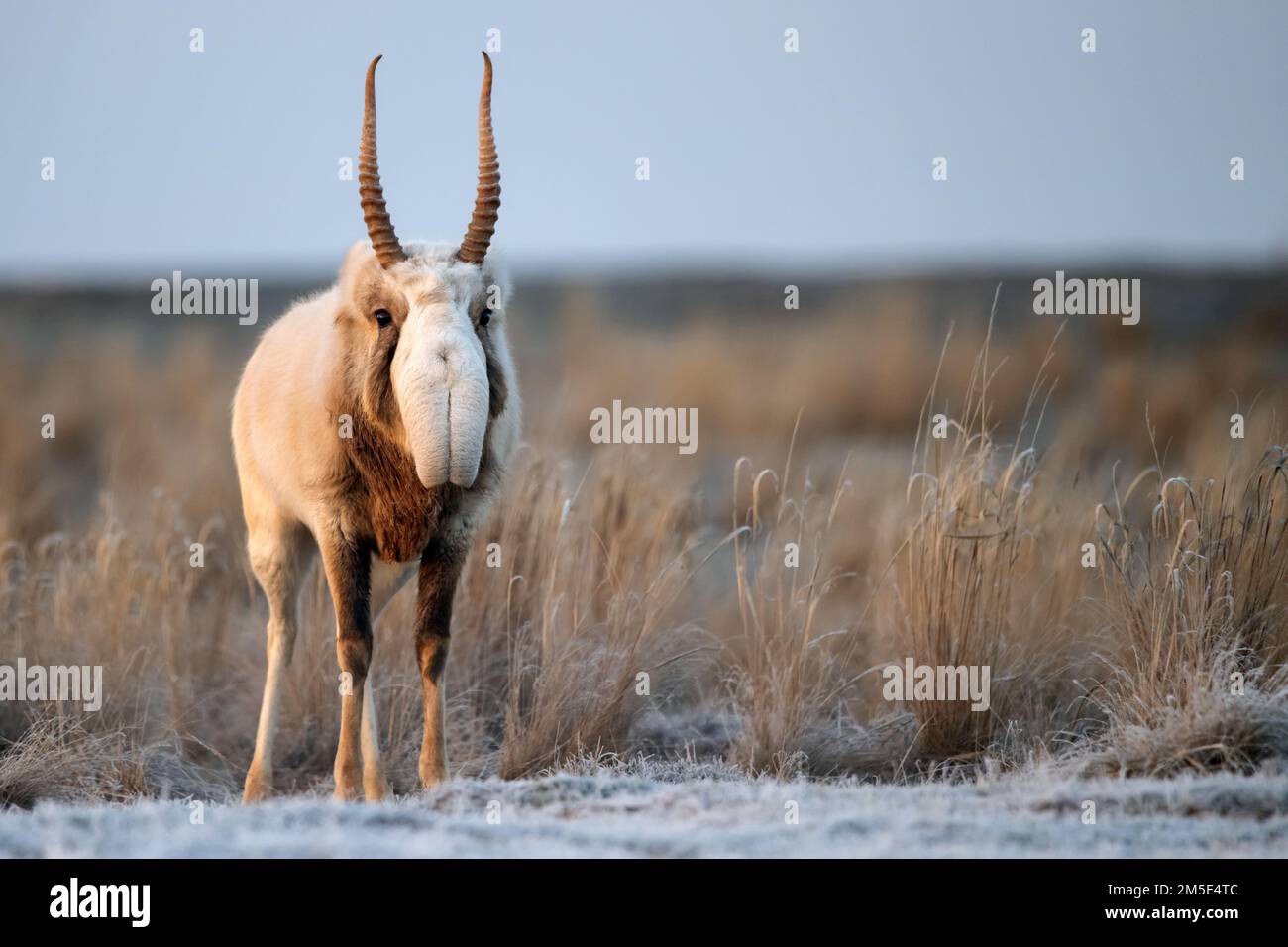 Saiga antelope or Saiga tatarica walks in steppe near waterhole in ...