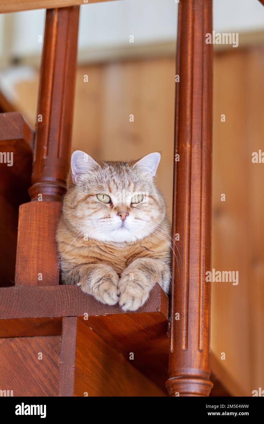 Cat on the stairs bottom view, the cat looks down from the evening, the ...