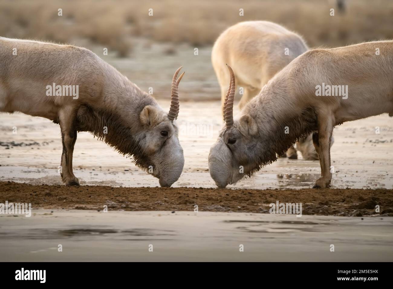 Saiga antelopes or Saiga tatarica fight in steppe near waterhole in ...