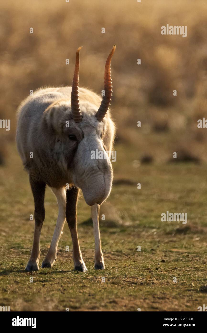 Saiga antelope or Saiga tatarica walks in steppe near waterhole in ...