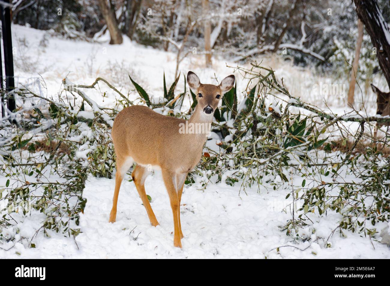 Young white-tailed doe in the snow foraging for food after a winter's ...