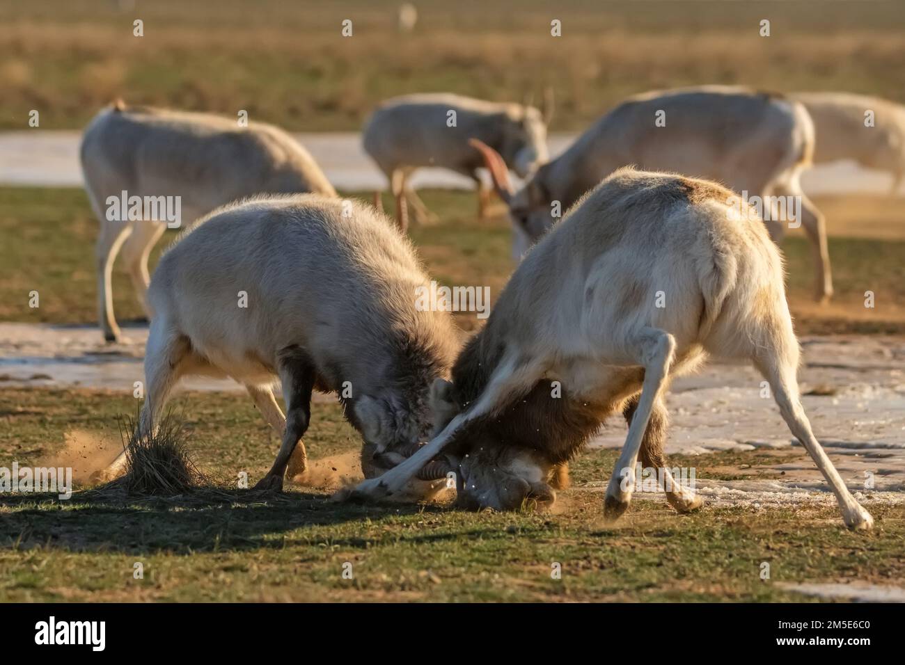 Saiga antelopes or Saiga tatarica fight in steppe near waterhole in ...