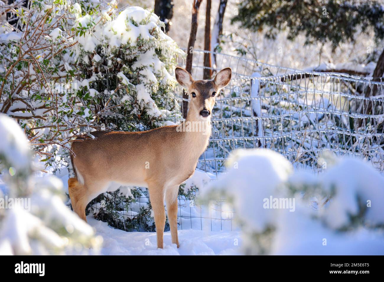 Snow deer - Pretty young doe in the snow Stock Photo - Alamy
