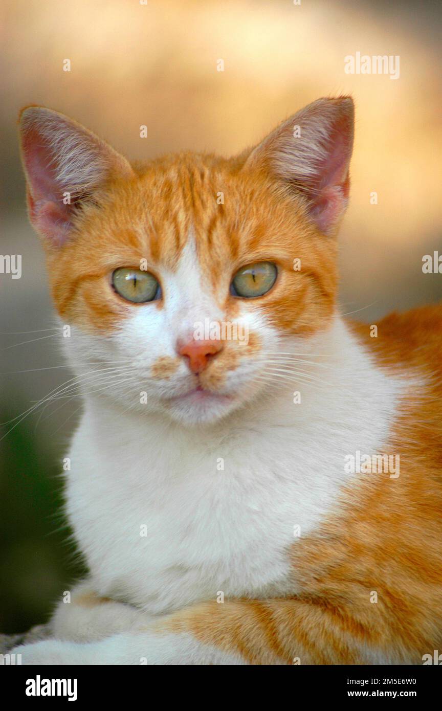 Feral cat living on the Greek island of Rhodes Stock Photo - Alamy