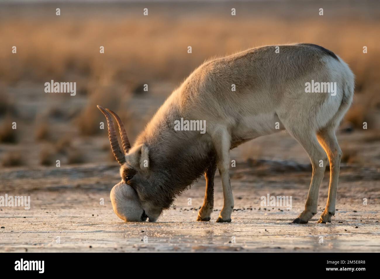 Saiga antelope or Saiga tatarica drinks in steppe near waterhole in ...
