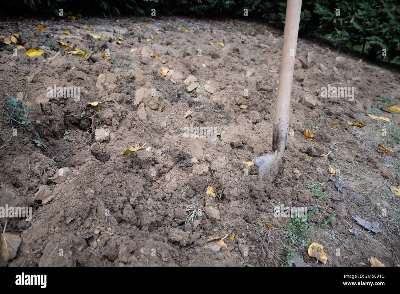 Digging operations in a vegetable garden to prepare the land for spring ...