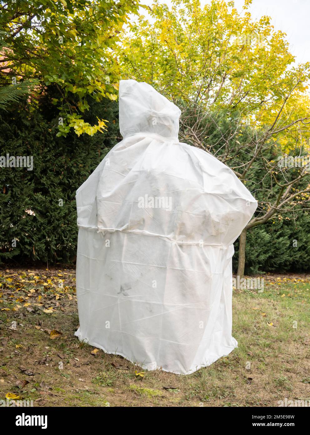 Olive tree covered with a special technical fabric to protect it from ...