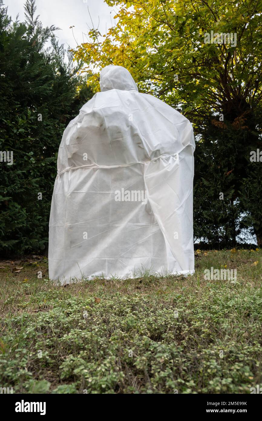 Olive tree covered with a special technical fabric to protect it from ...