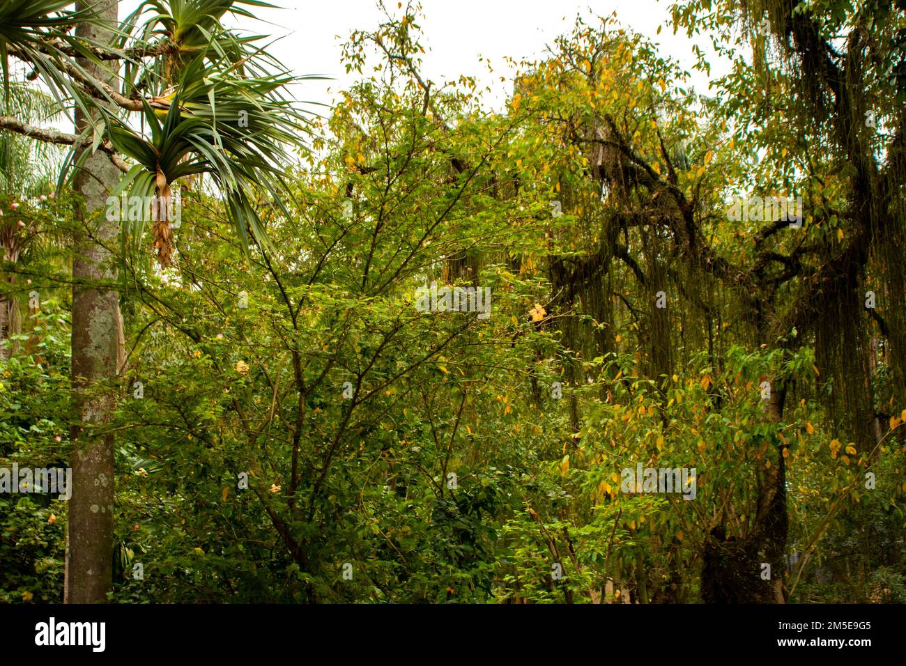 Tropical forest known as the Atlantic Forest Stock Photo - Alamy