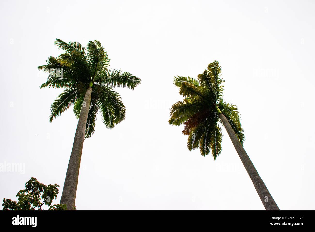 Two large imperial palm trees Stock Photo - Alamy