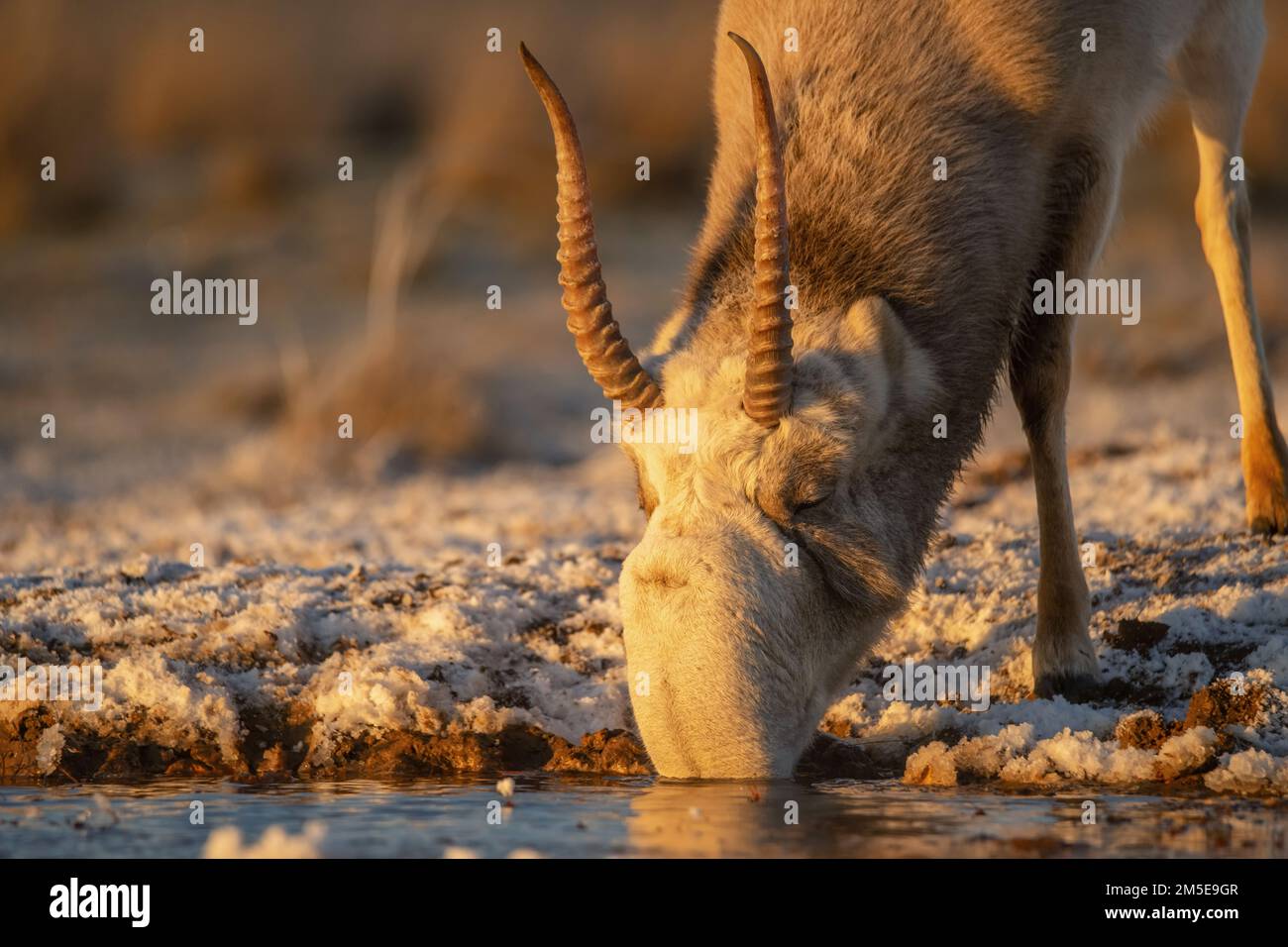 Saiga antelope or Saiga tatarica drinks in steppe near waterhole in ...
