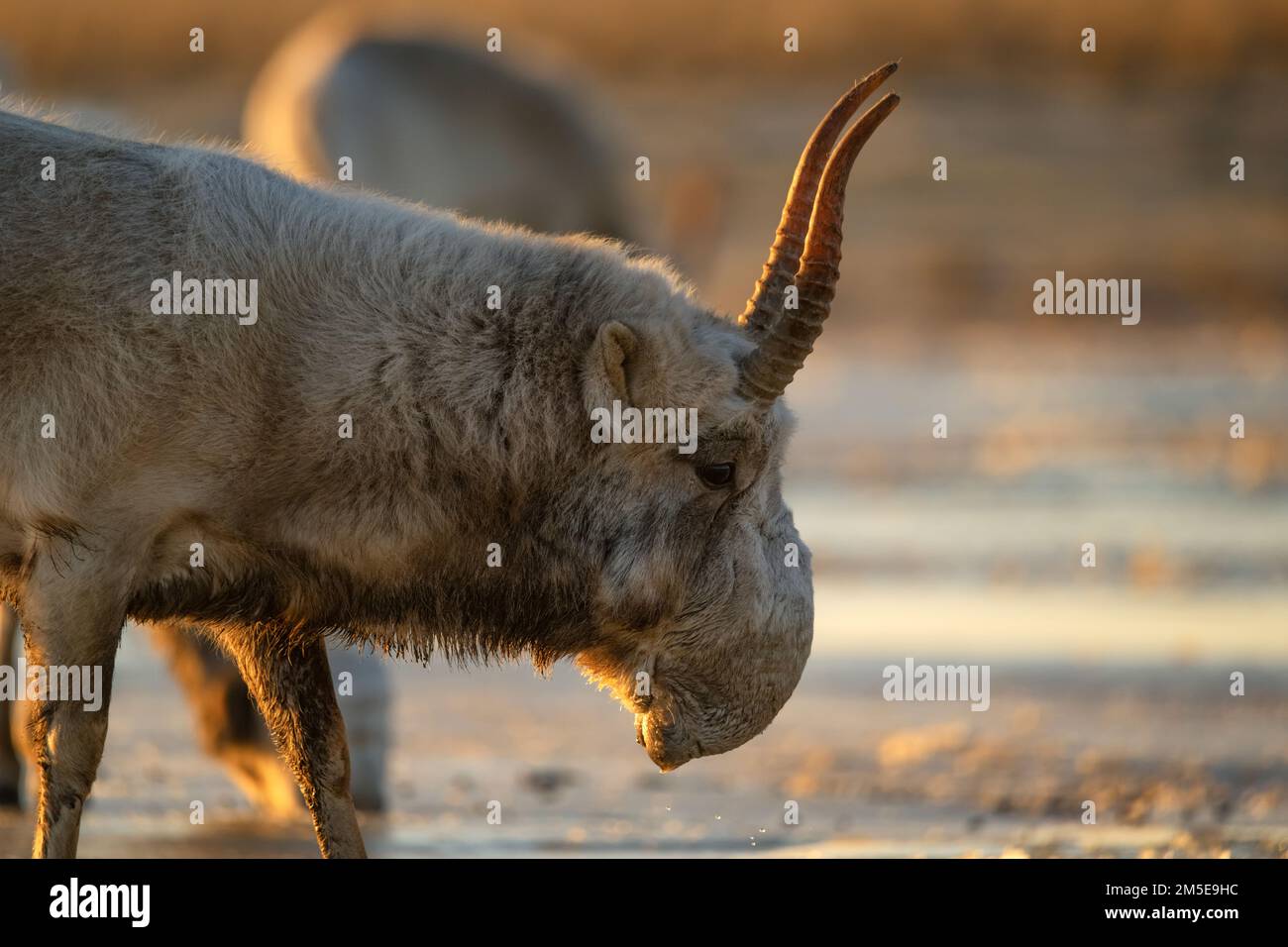 Saiga tatarica tatarica hi-res stock photography and images - Alamy