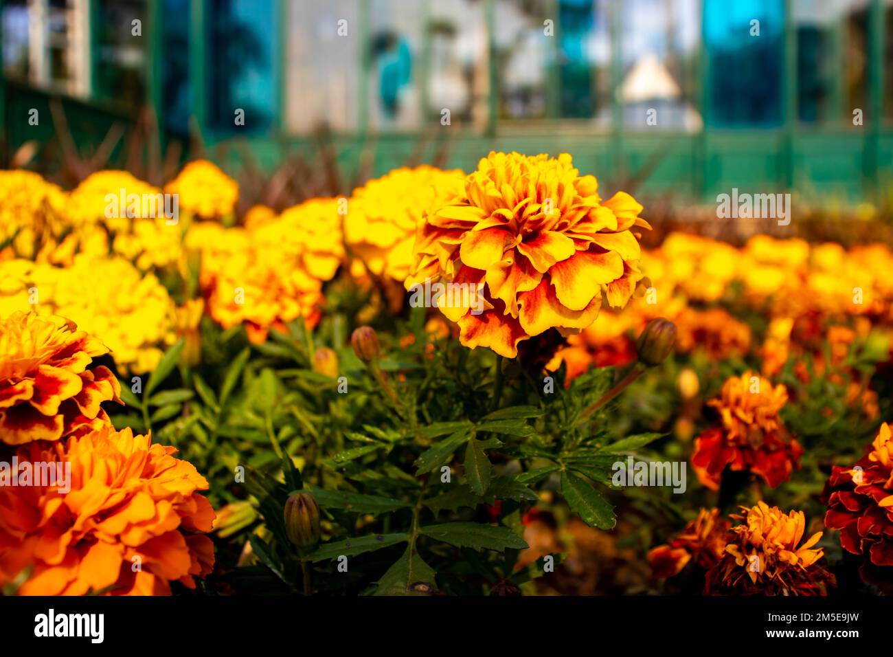 Lively botanical garden hi-res stock photography and images - Alamy