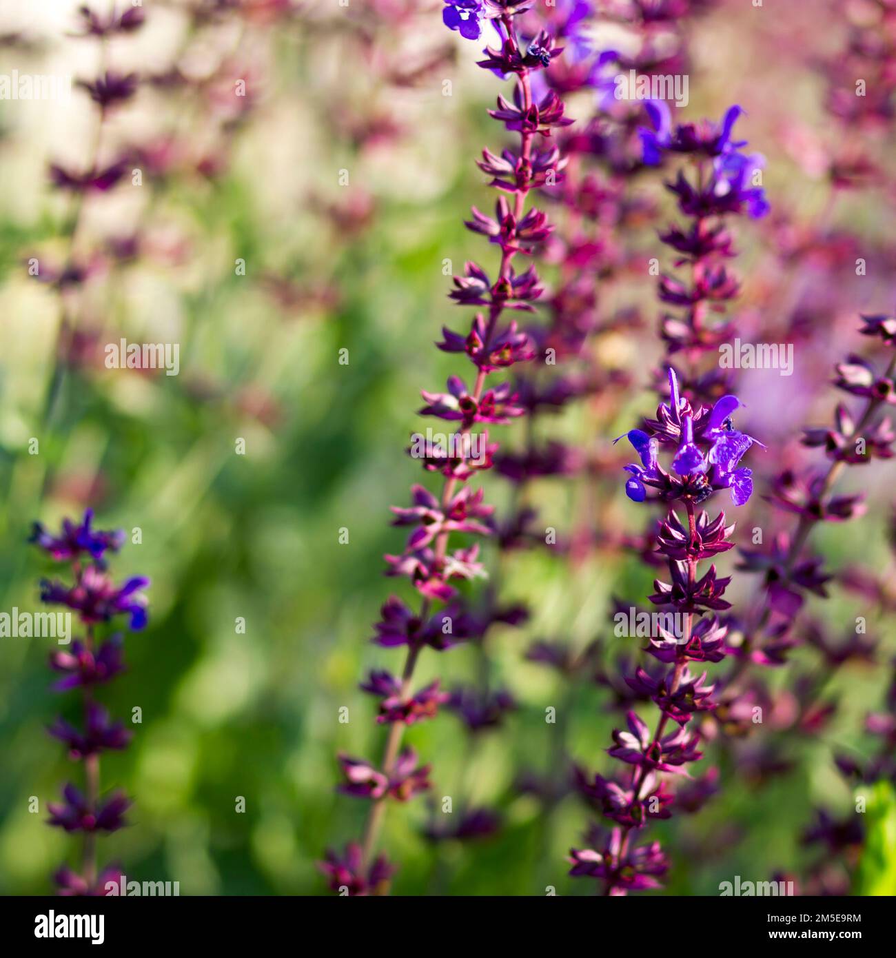 Salvia nemorosa the woodland sage beautiful bright color purple blue ...