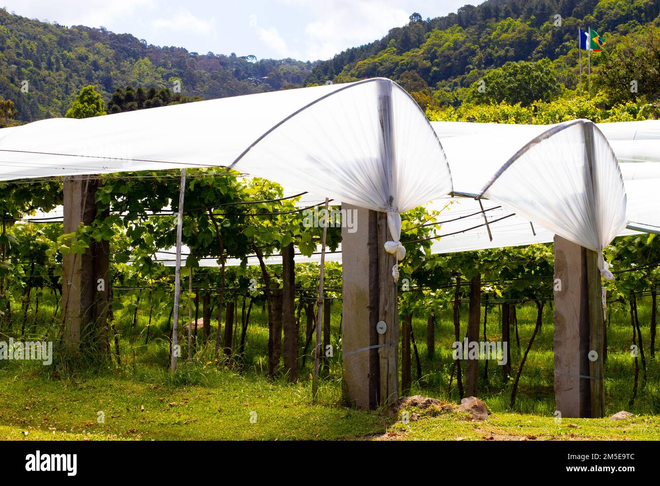 Agriculture viticulture organic wine production hi-res stock ...