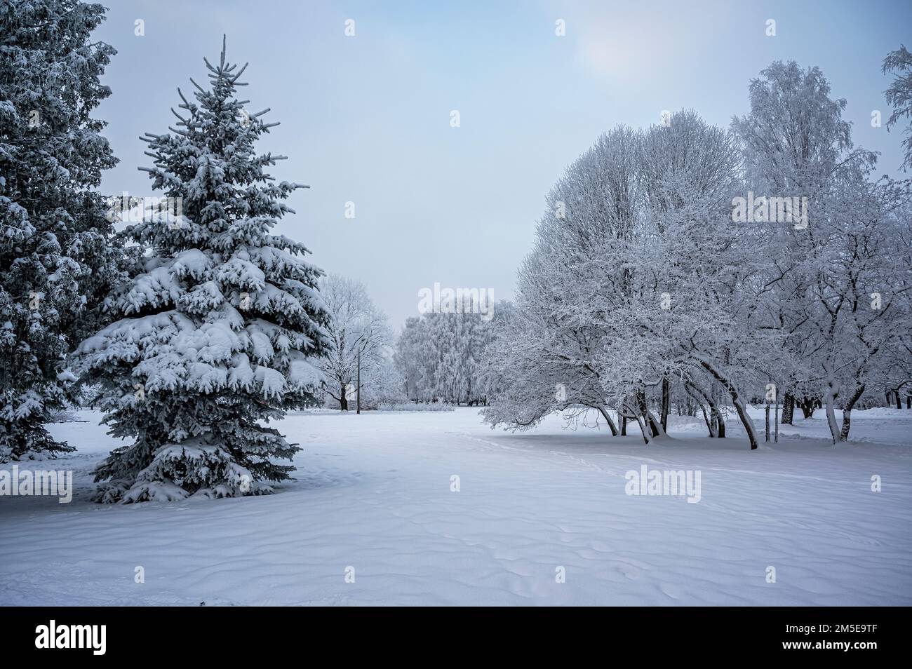 Covered in snow white trees in public park in Riga, Latvia. Winter day ...