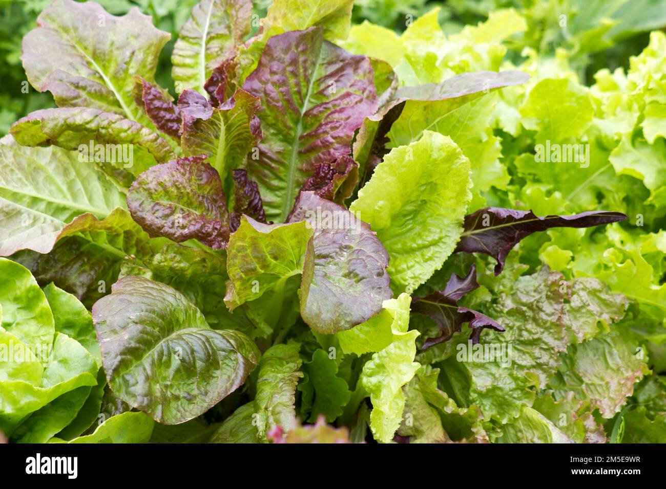different kinds of lettuce Stock Photo - Alamy