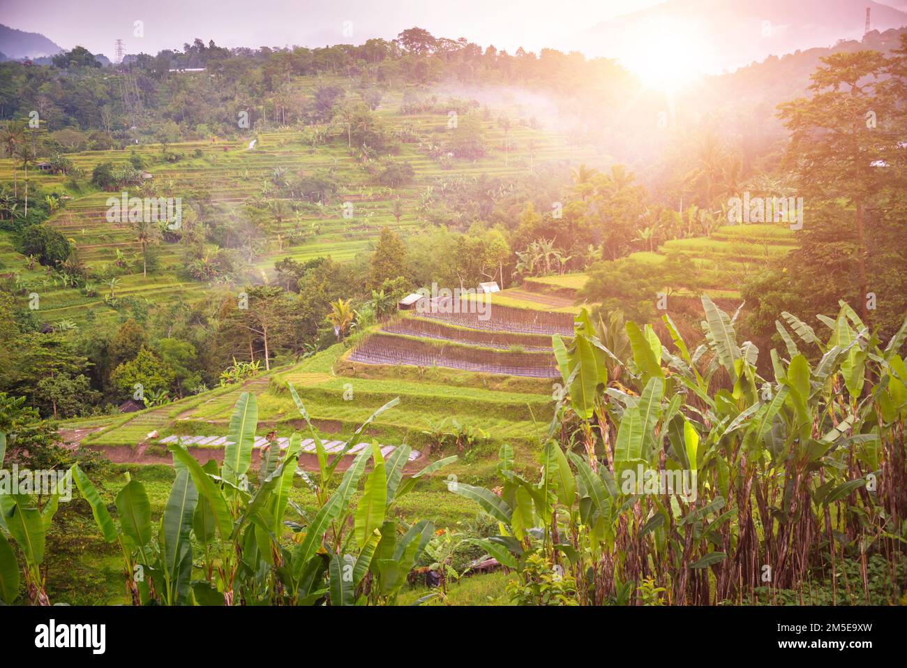 Green rice terraces in Bali, Indonasia. Beautiful natural landscape ...