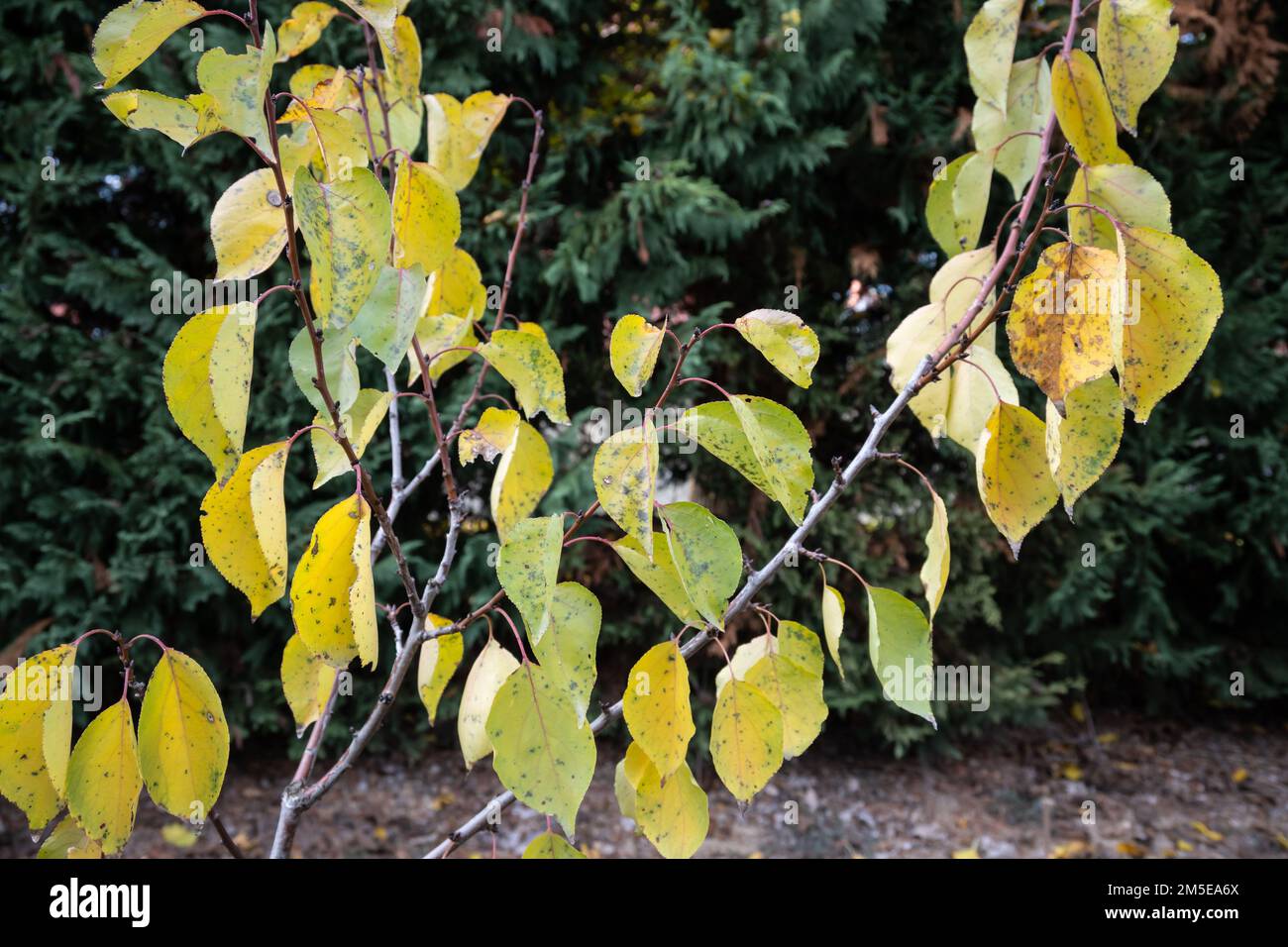 Young cherry tree in autumn is losing its leaves Stock Photo - Alamy