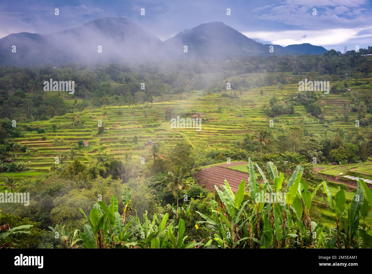 Green rice terraces in Bali, Indonasia. Beautiful natural landscape ...