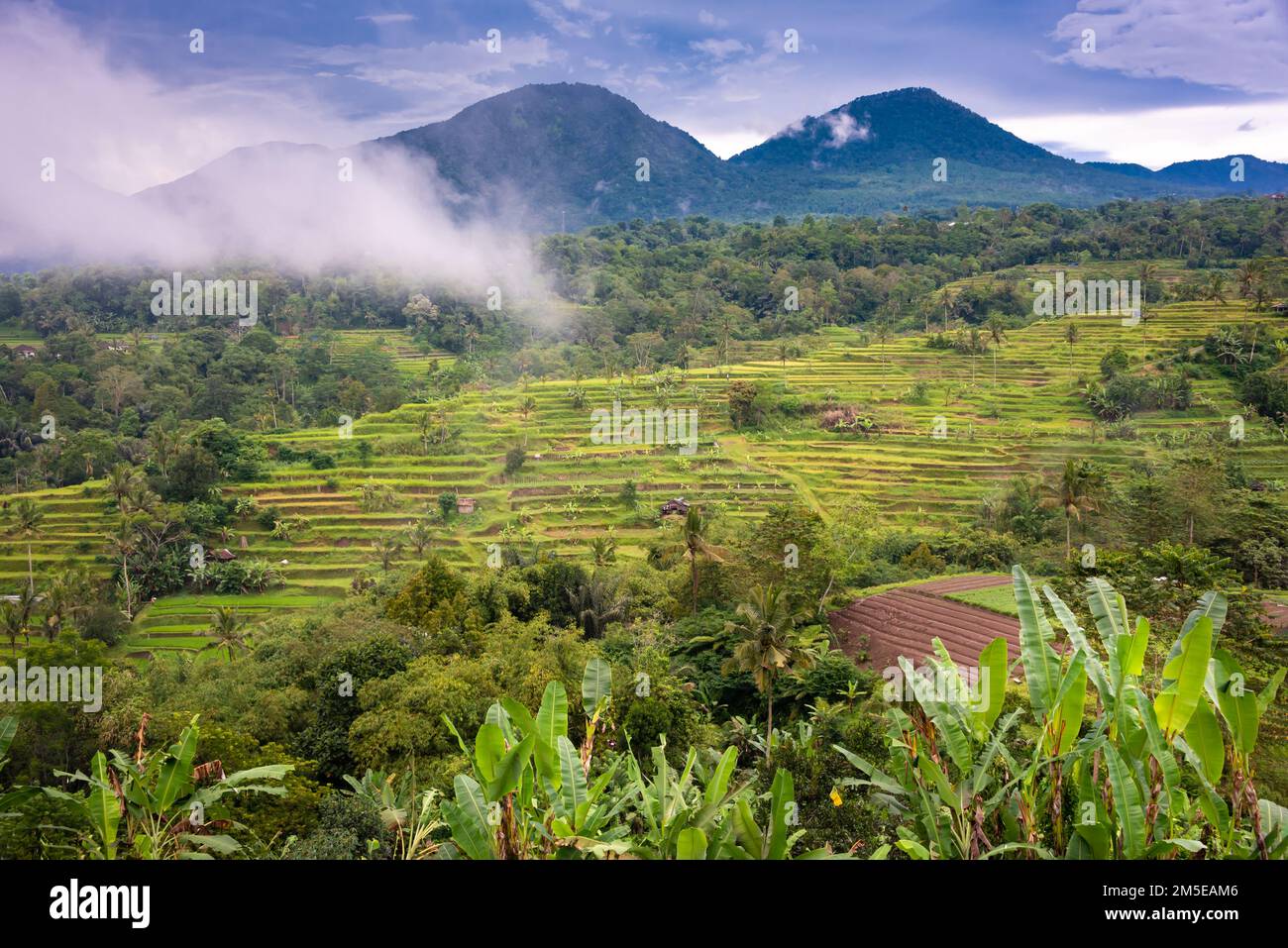 Green rice terraces in Bali, Indonasia. Beautiful natural landscape ...