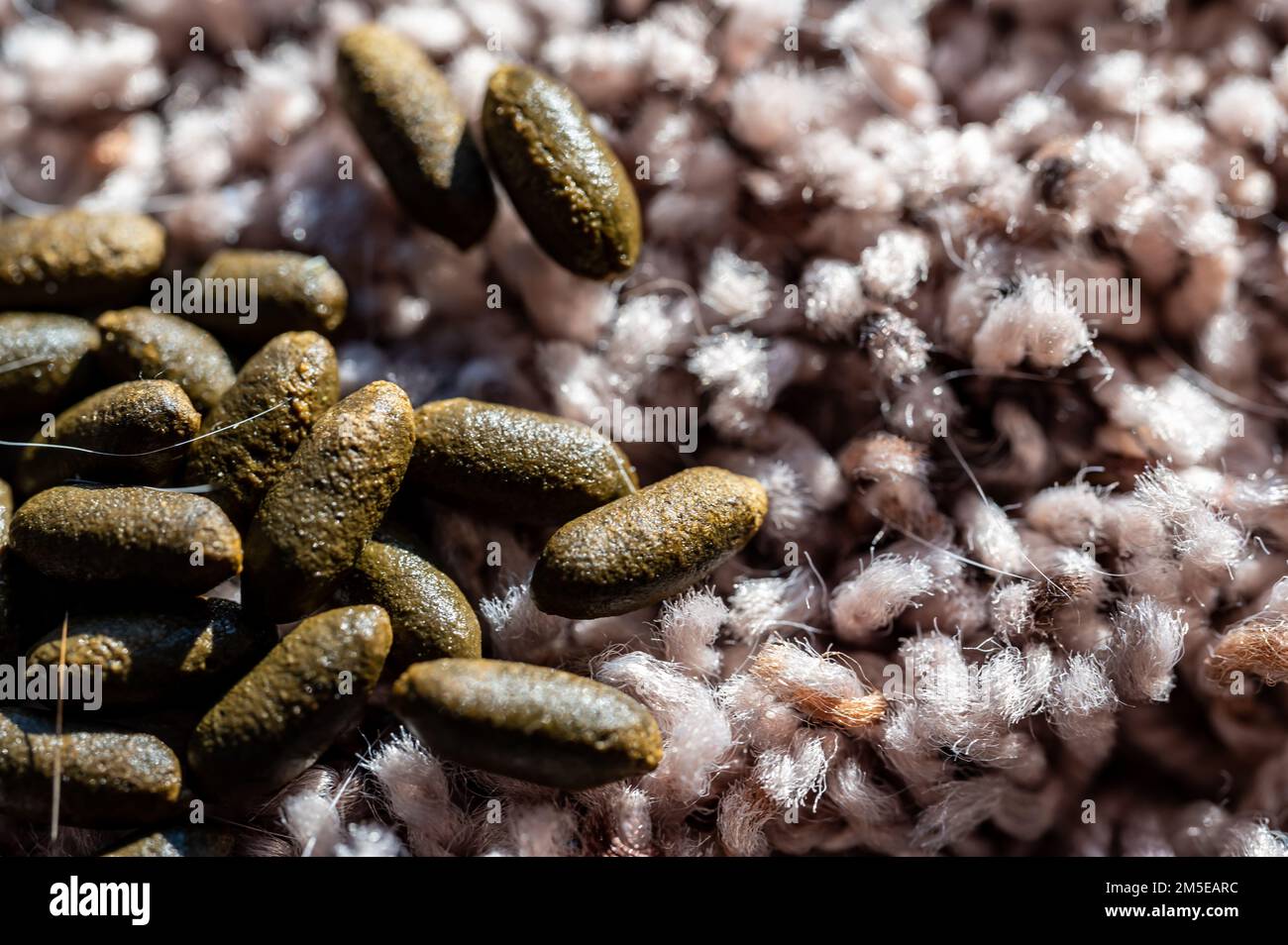 Rodent guinea pig granular poop pellets on residential carpet Stock ...