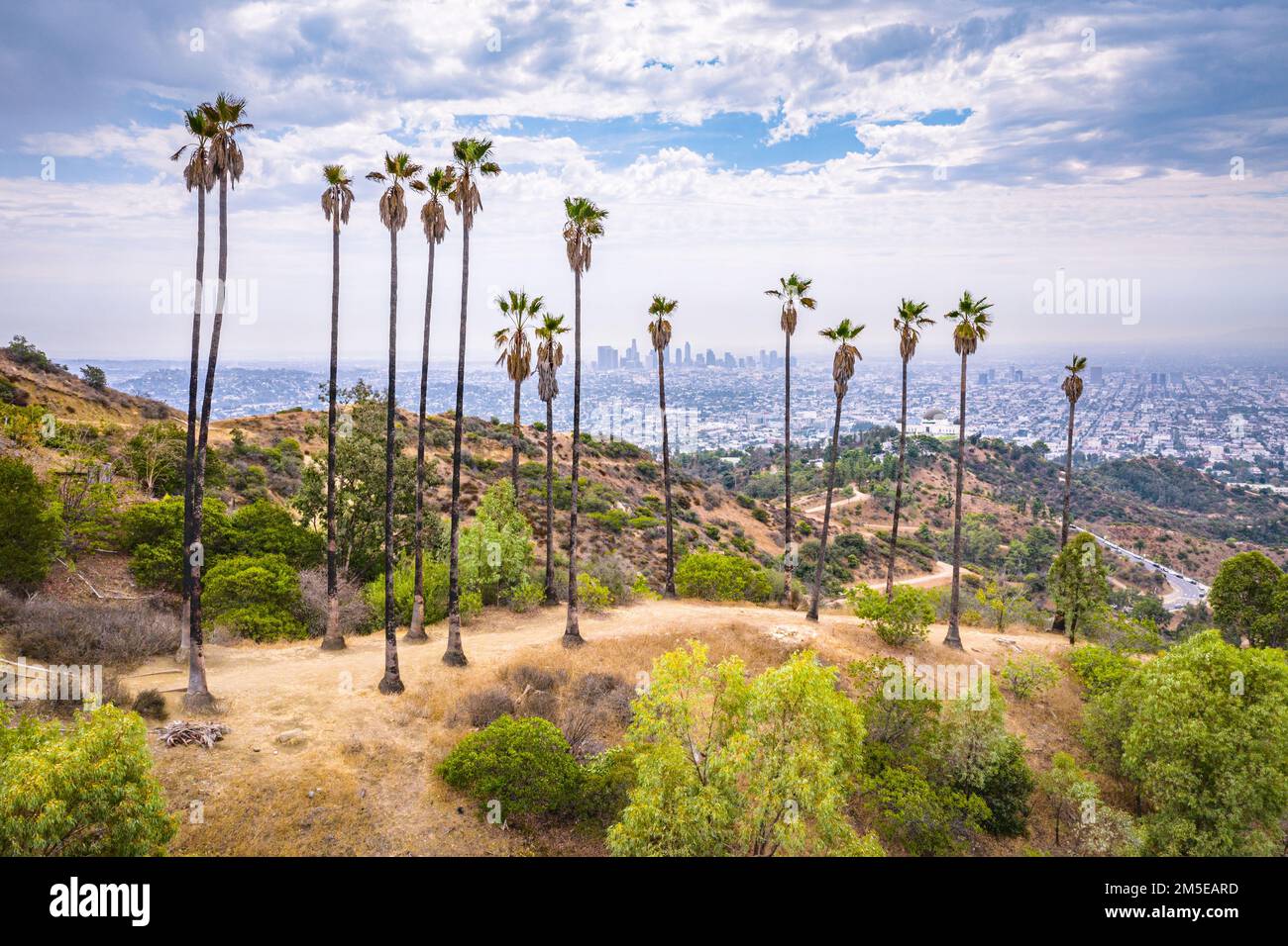 aerial view on palms in front of los angeles downtown Stock Photo - Alamy