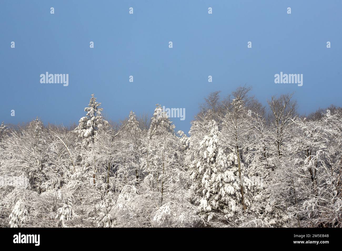 Snow Covered Trees in Massachusetts Stock Photo - Alamy