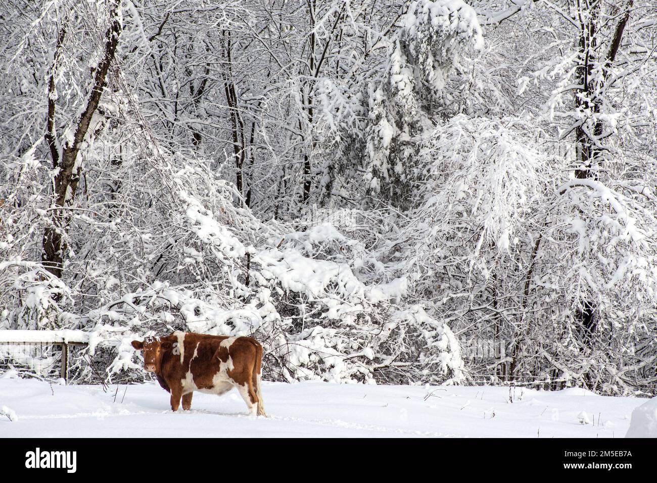 Snow covered cow hi-res stock photography and images - Alamy