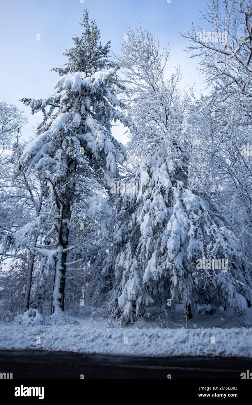 Snow horizon pine trees hi-res stock photography and images - Alamy