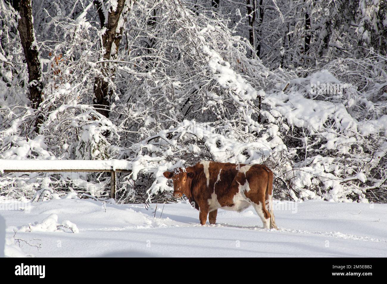 Cow After a Snow Storm Stock Photo - Alamy