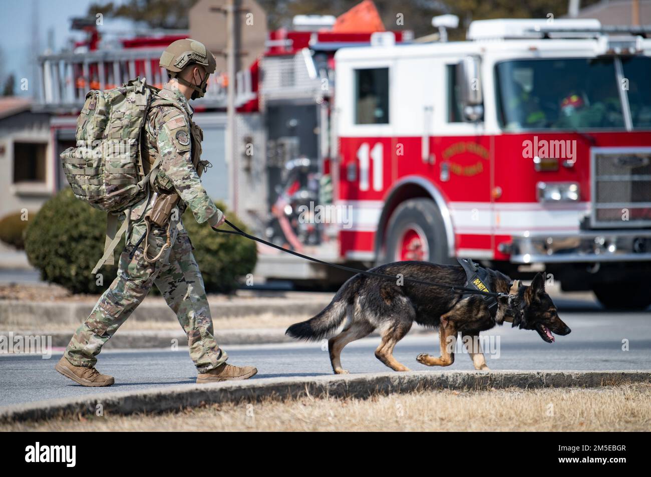 Military Working Dog handlers, and MWDs, with the 8th Security Forces ...