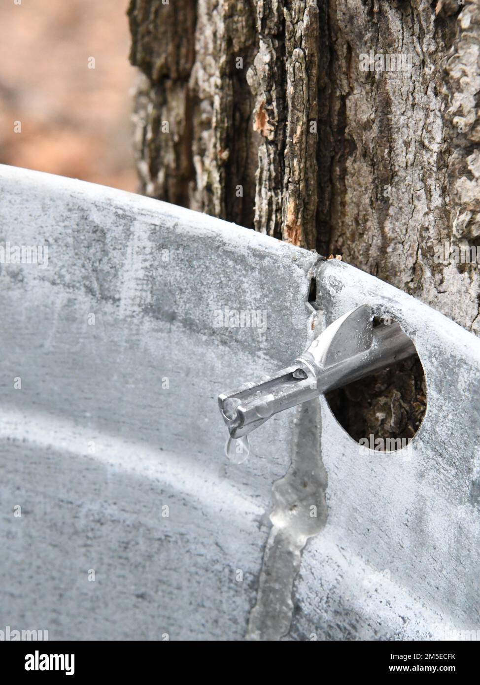 A drop of sap falls into the bucket while foresters from the Fort Drum ...
