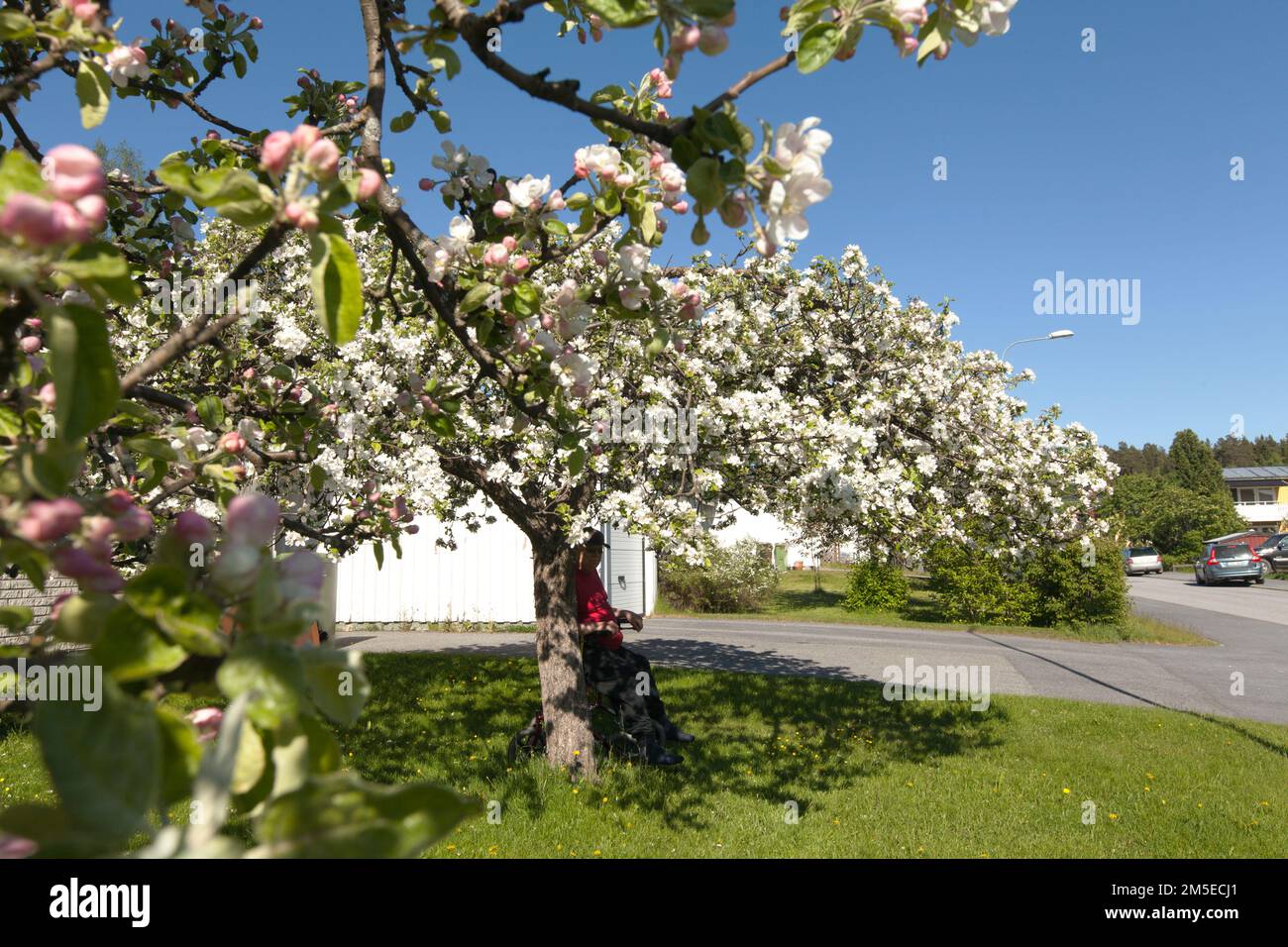 UMEA, SWEDEN ON JUNE 03, 2014. View on apple trees in blossom ...