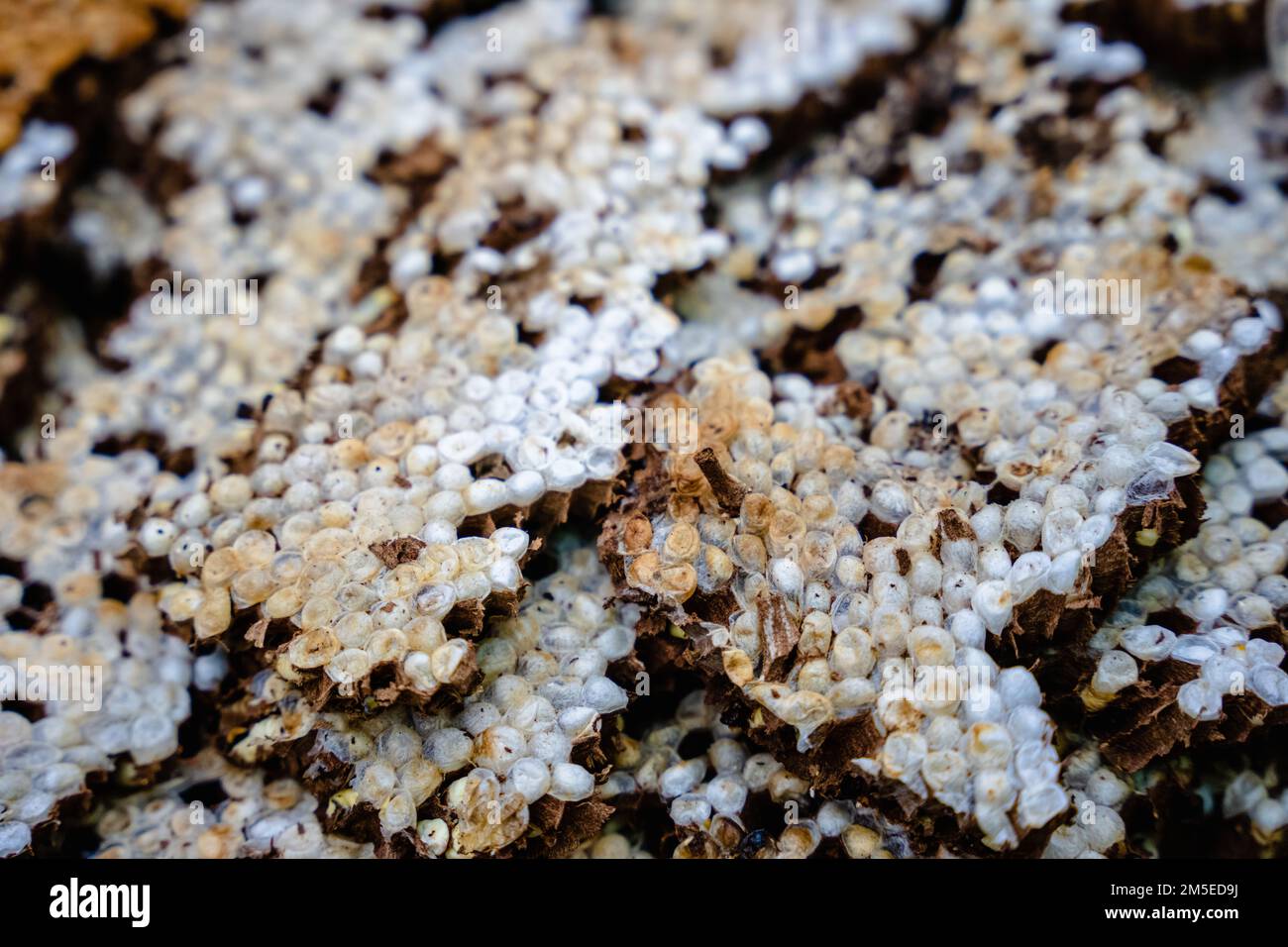 Wasp details hi-res stock photography and images - Alamy