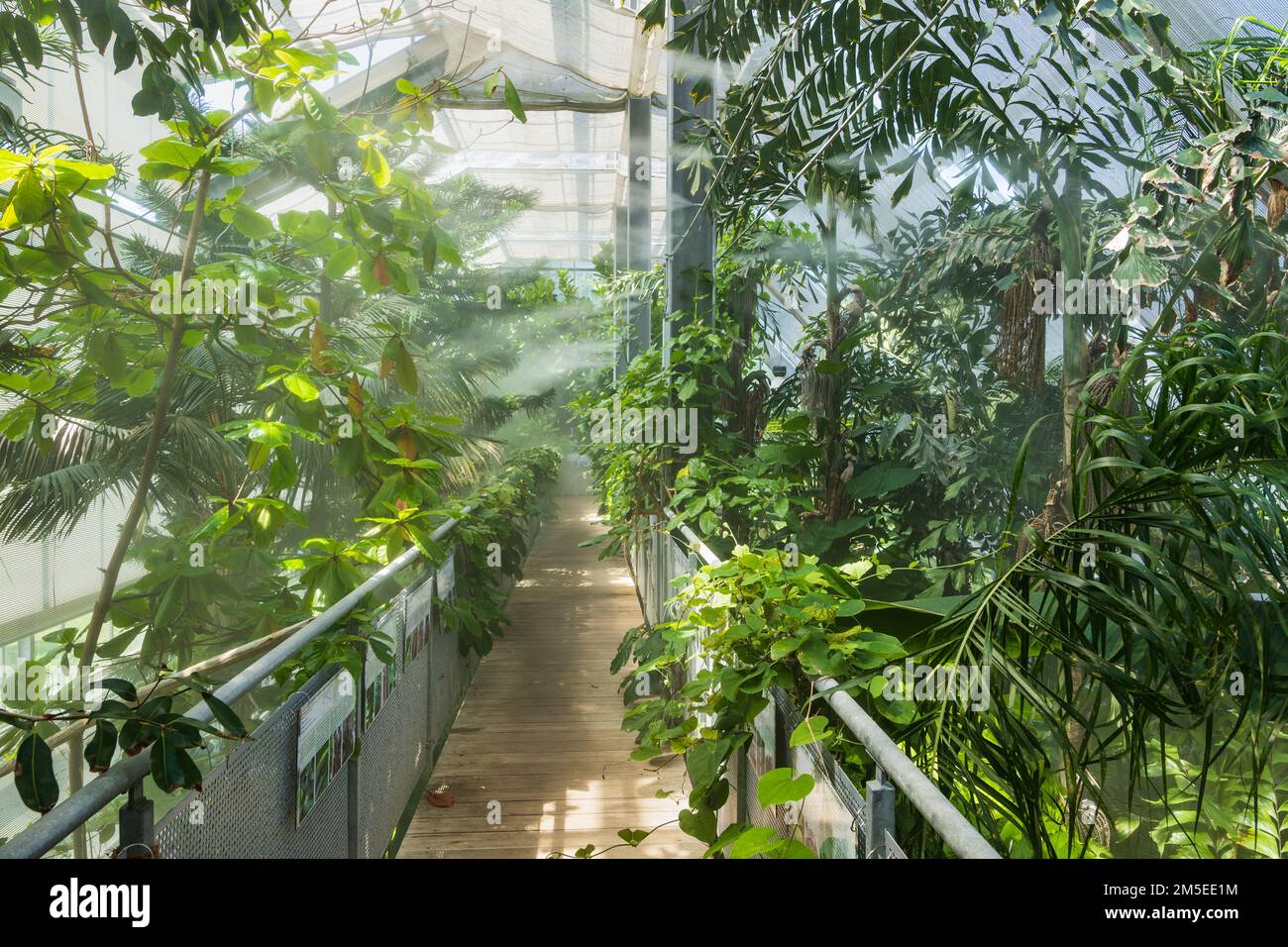 Tropical plants and mist in greenhouse of the University of Ljubljana ...