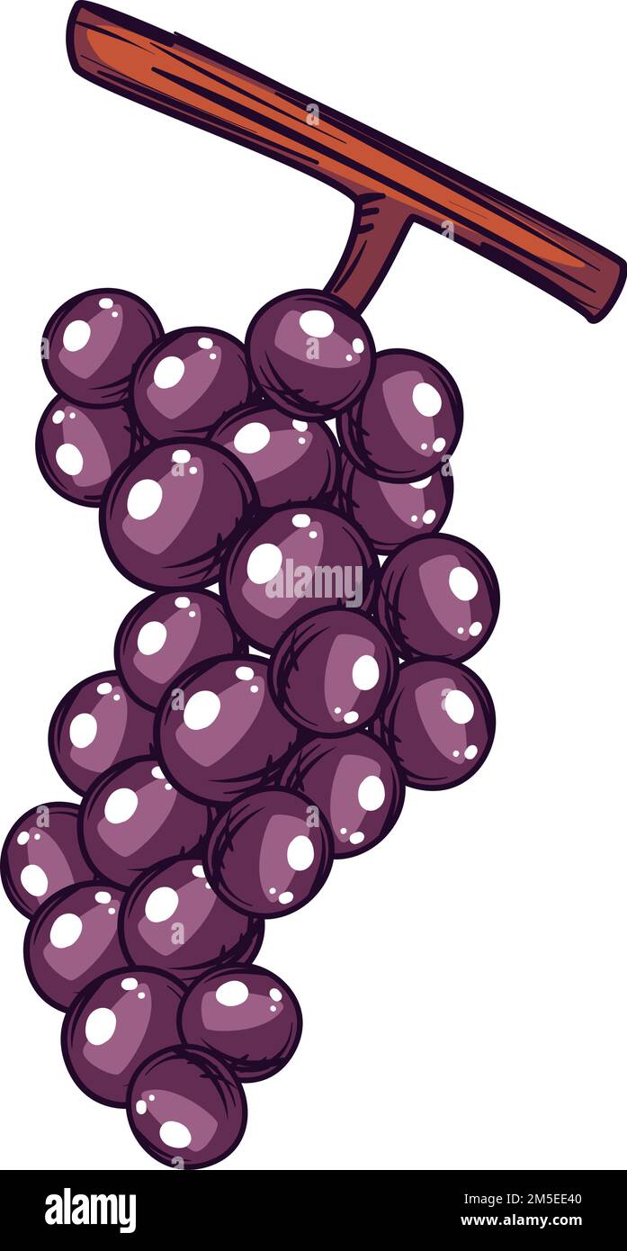 flat grapes design Stock Vector Image & Art - Alamy