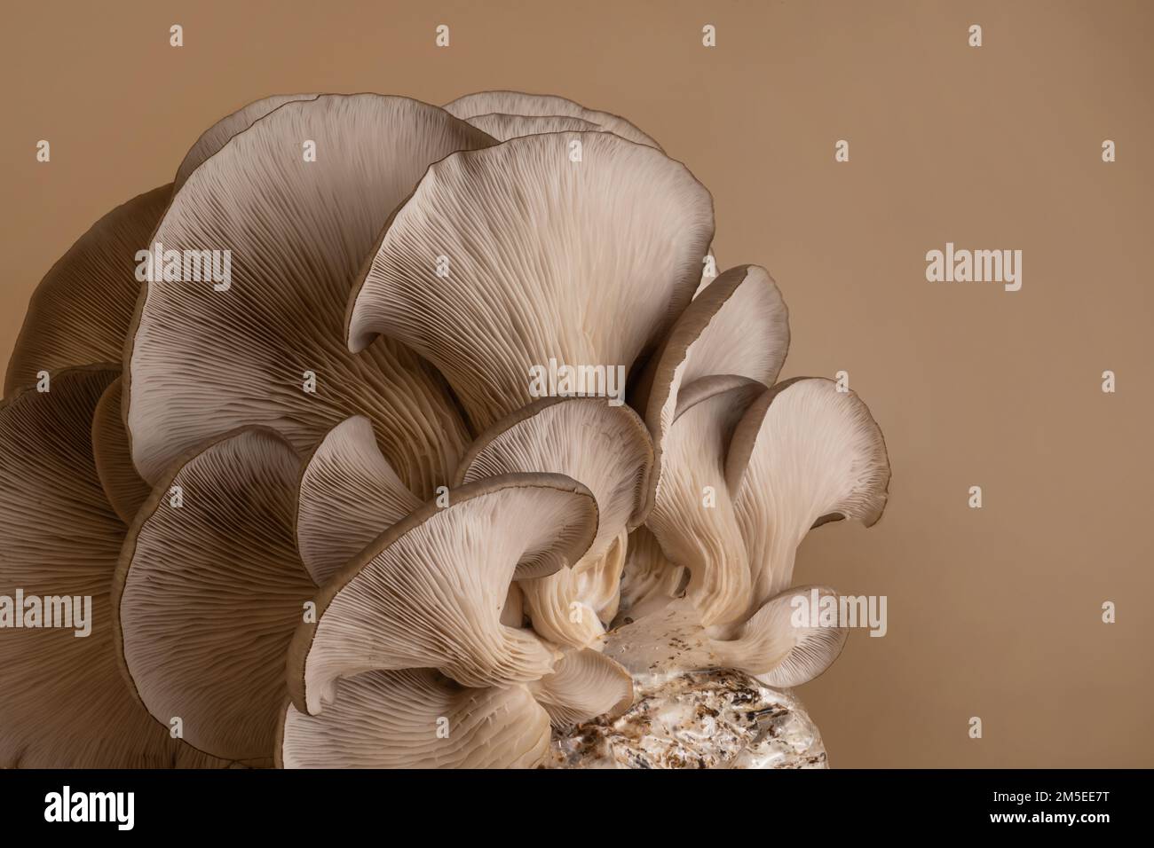 beautiful natural organic oyster mushrooms, copy space Stock Photo - Alamy