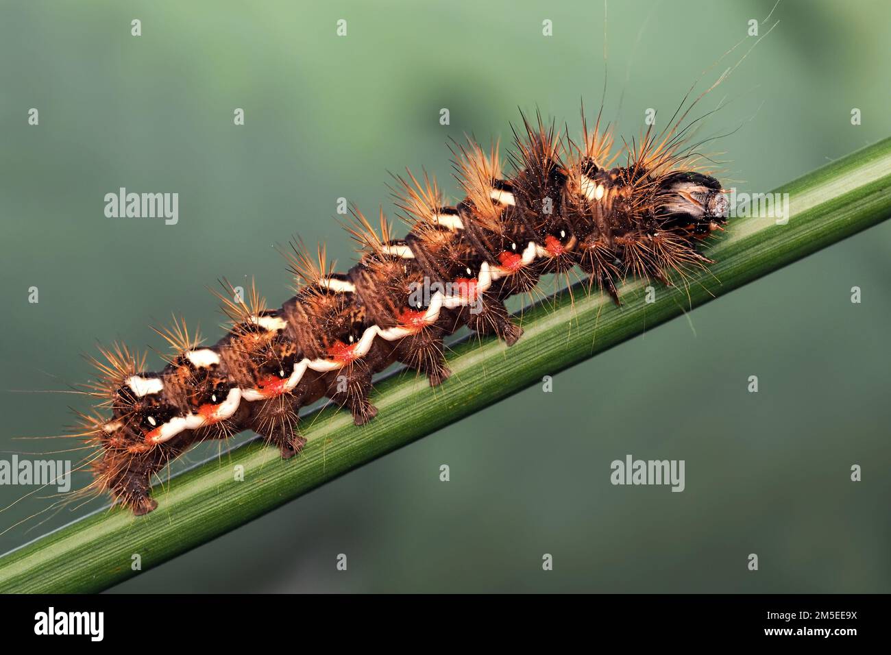 Knot Grass moth caterpillar (Acronicta rumicis) crawling on grass stem ...