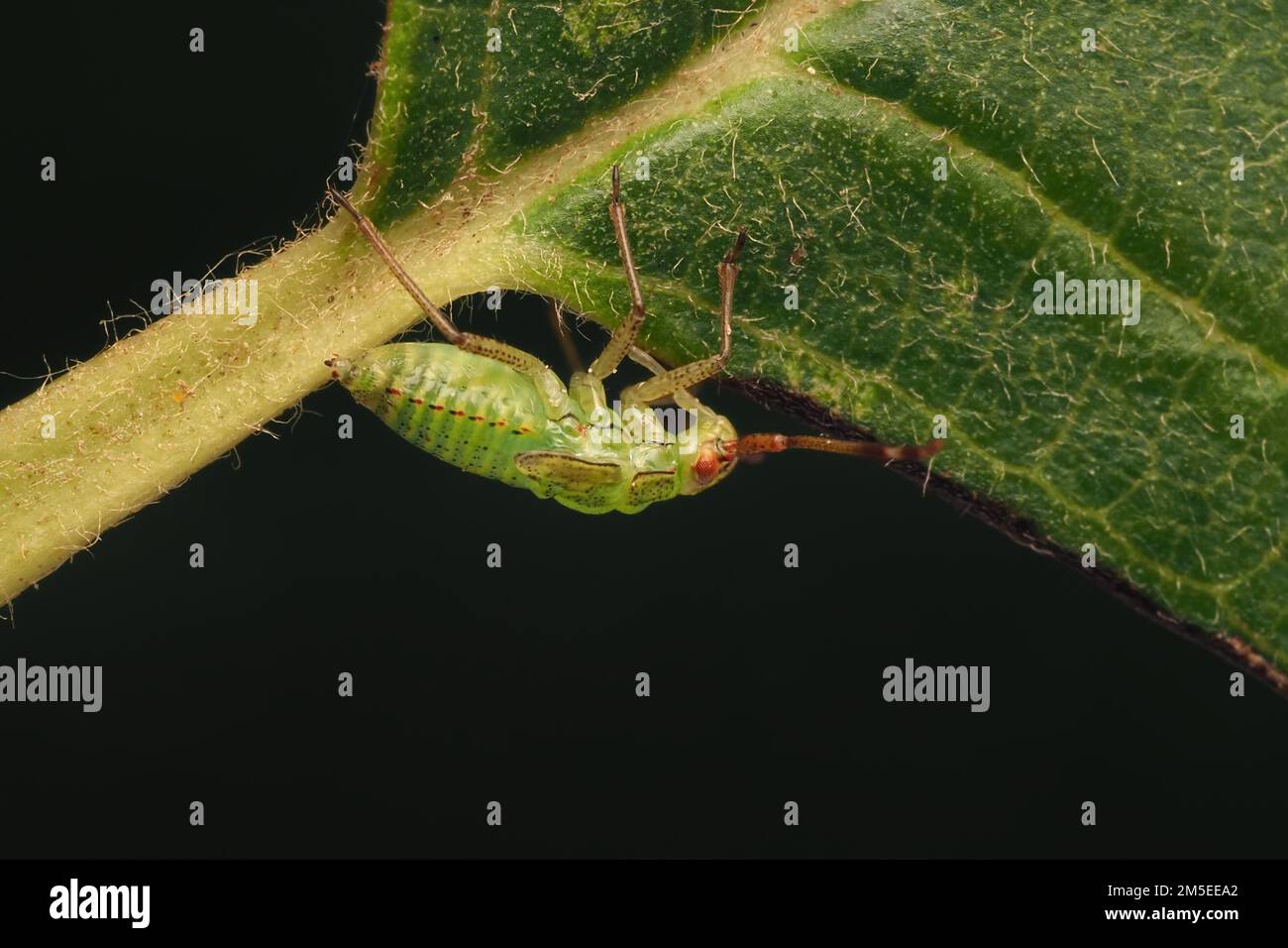 Pantilius tunicatus nymph crawling on alder leaf. Tipperary, Ireland ...