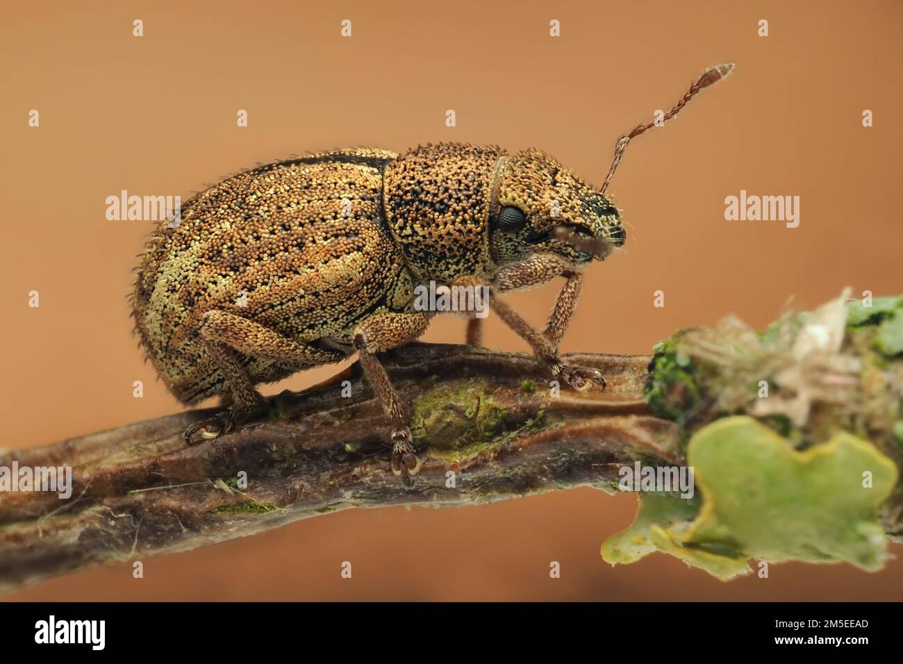 Nut leaf weevils hi-res stock photography and images - Alamy