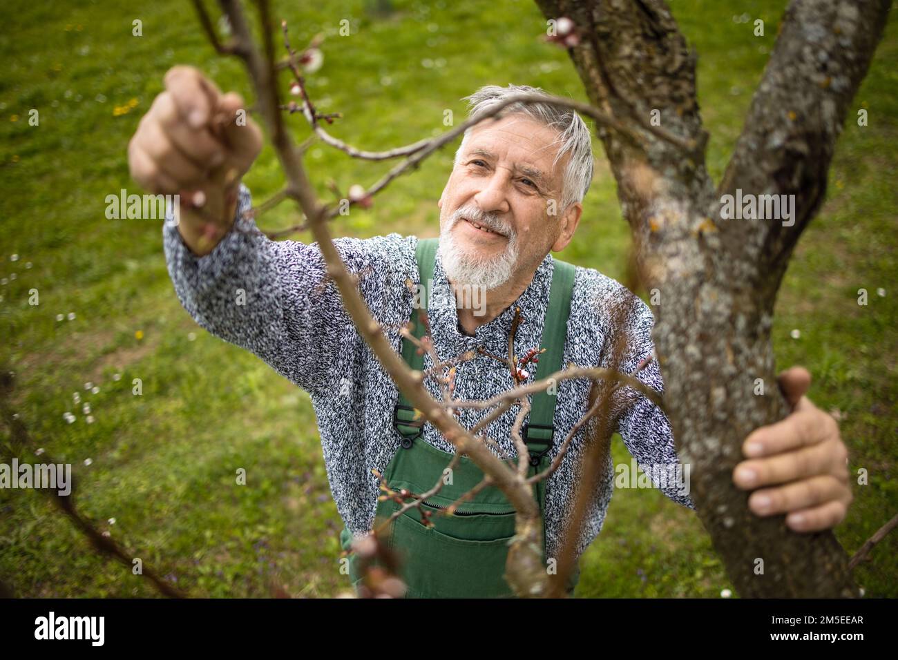 Senior gardener gardening in his permaculture garden - getting ready ...