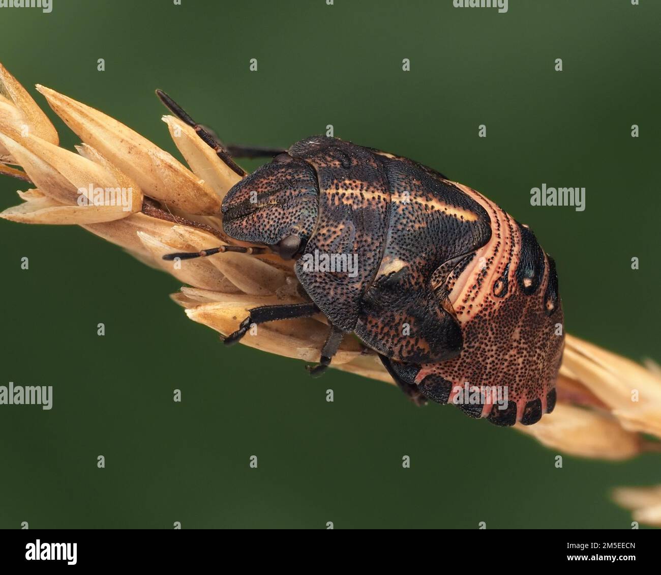 Tortoise Shieldbug nymph (Eurygaster testudinaria) crawling on grass ...