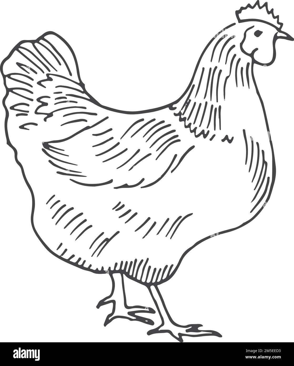 Hen sketch. Hand drawn chicken. Farm bird Stock Vector Image & Art - Alamy