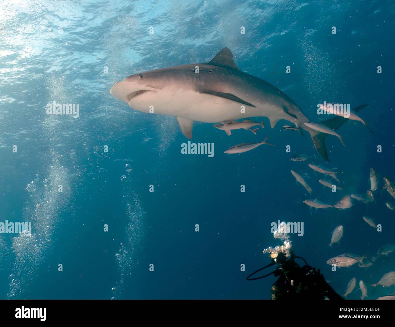 A Tiger Shark (Galeocerdo cuvier) in Bimini, Bahamas Stock Photo - Alamy