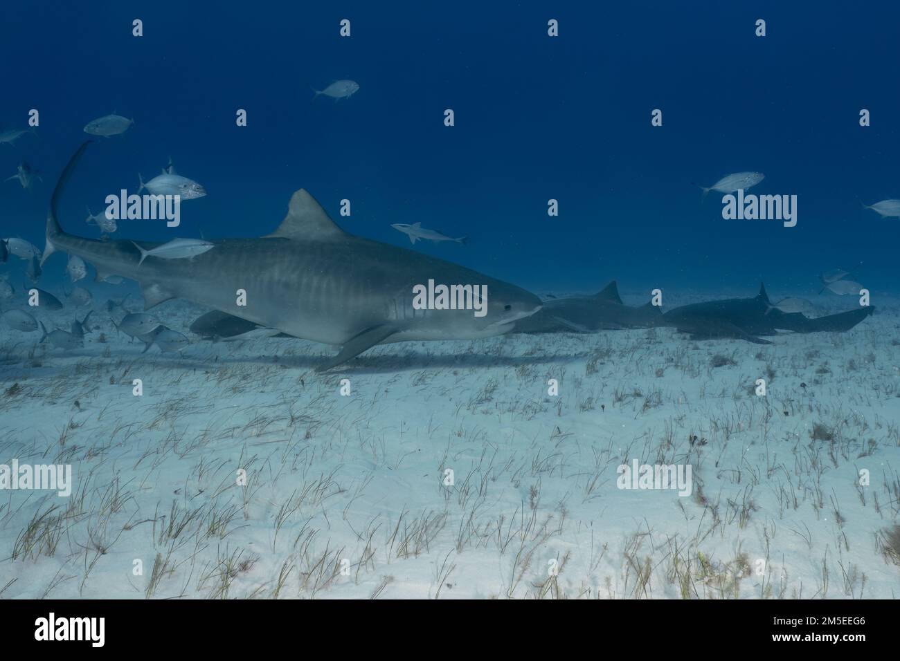 A Tiger Shark (Galeocerdo cuvier) in Bimini, Bahamas Stock Photo - Alamy