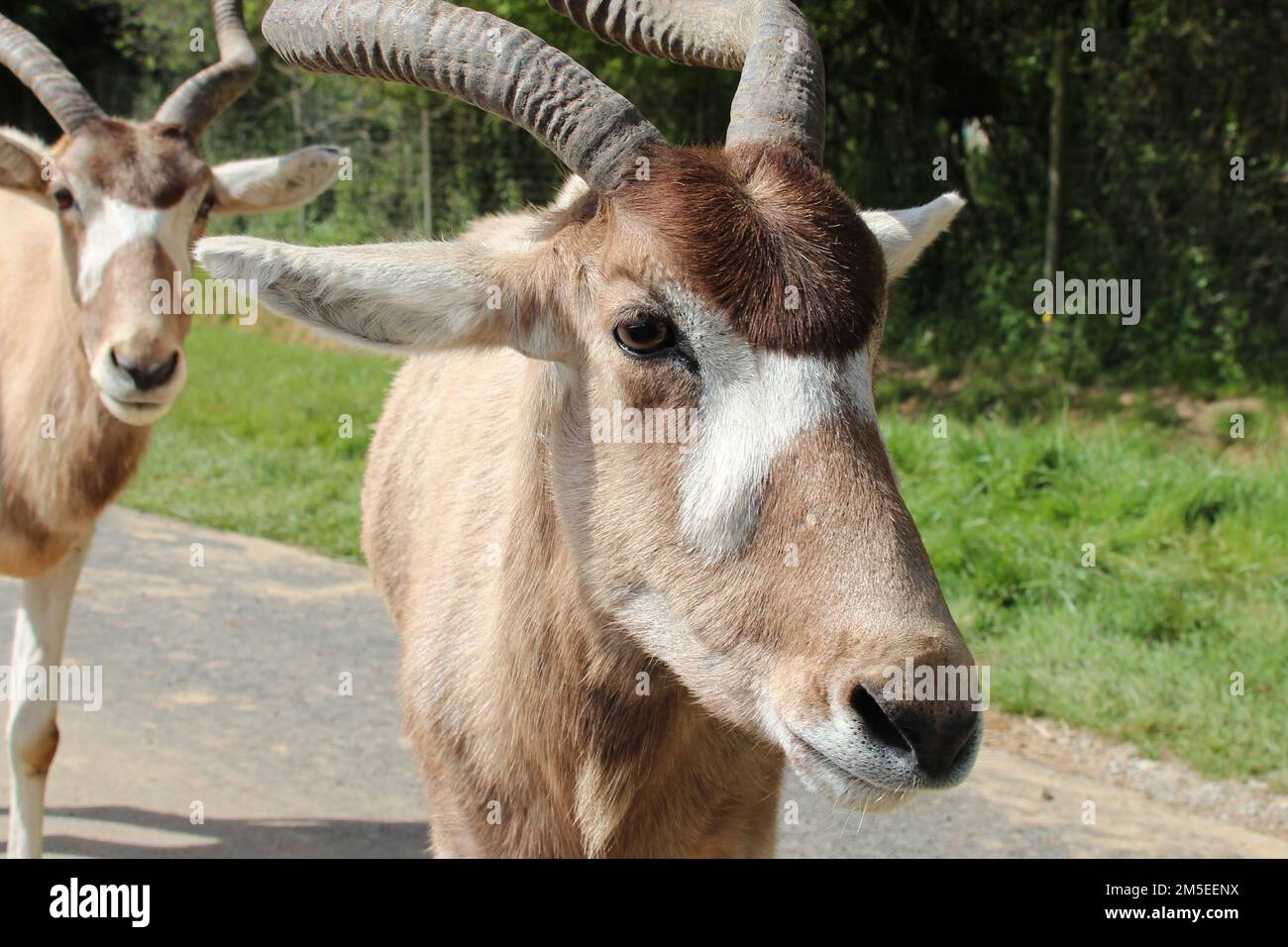 addax in a zoo in france Stock Photo - Alamy