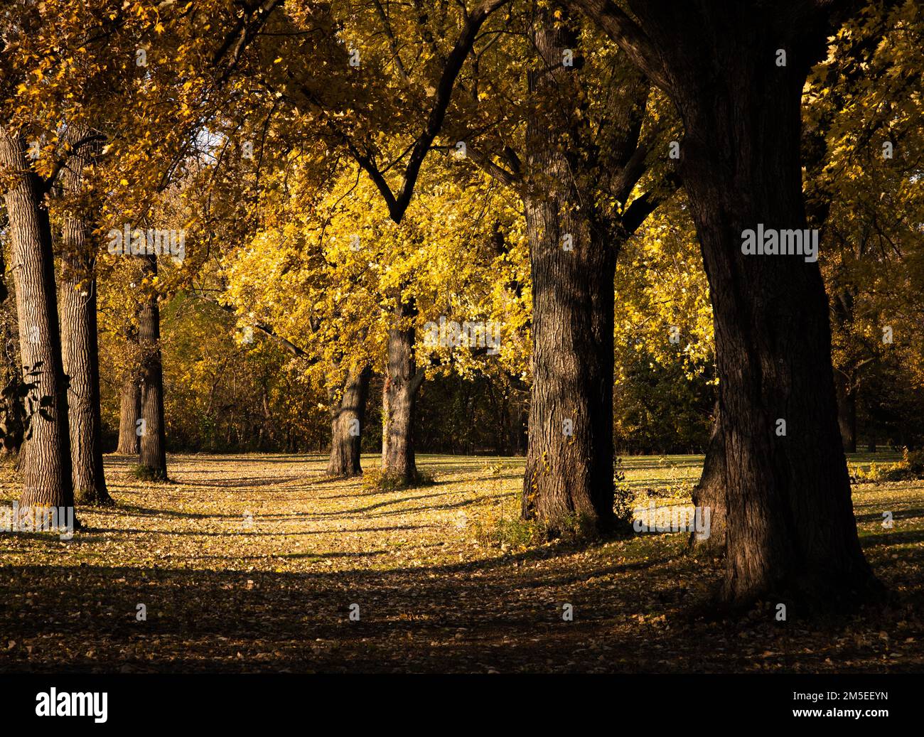 Scenic park rows trees hi-res stock photography and images - Alamy