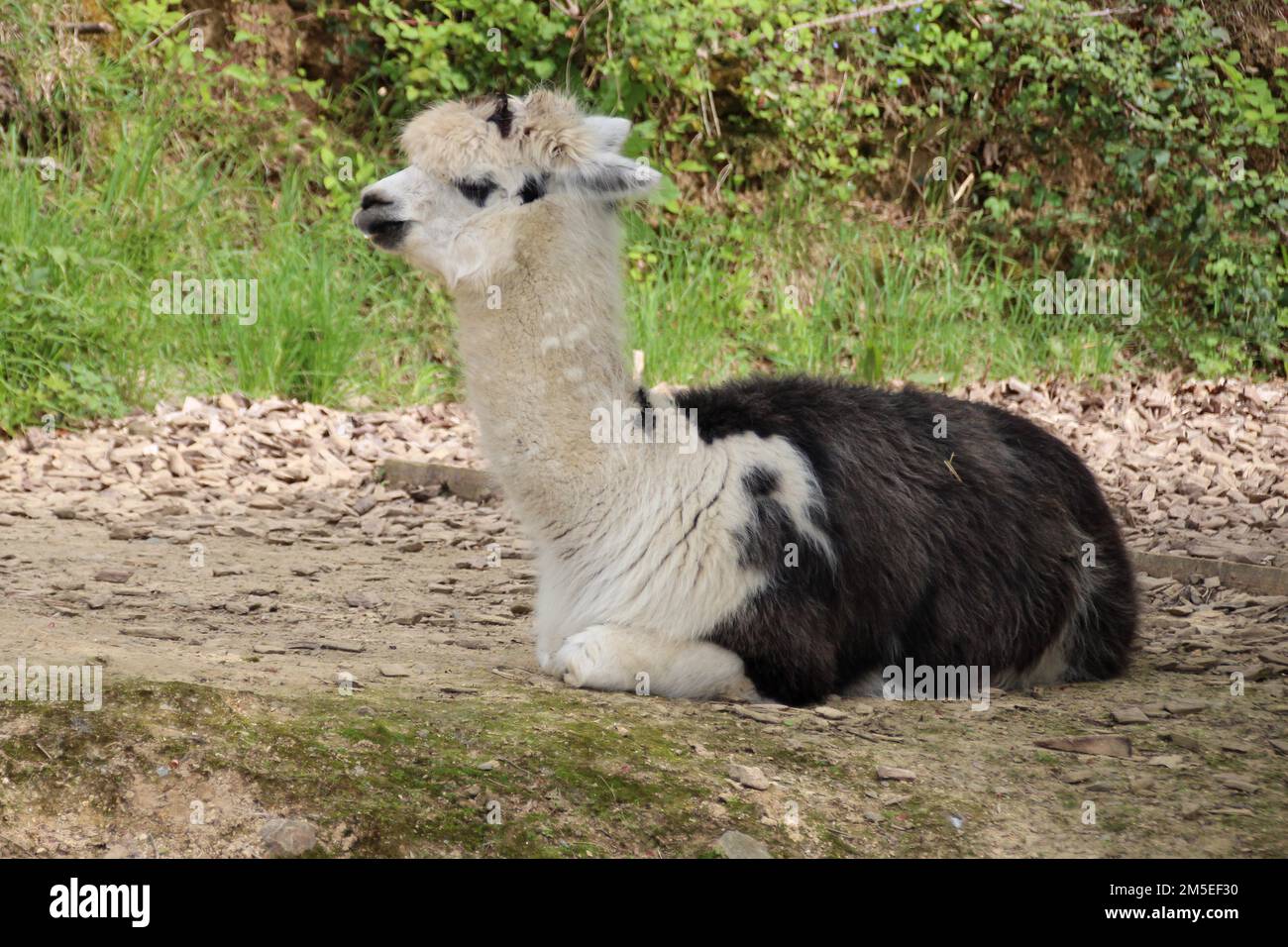 alpaca in a zoo in france Stock Photo - Alamy