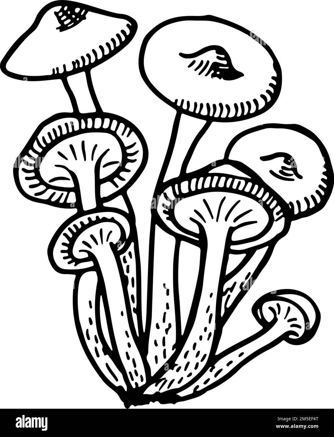 Fungus sketch. Wild forest mushroom ink drawing Stock Vector Image ...
